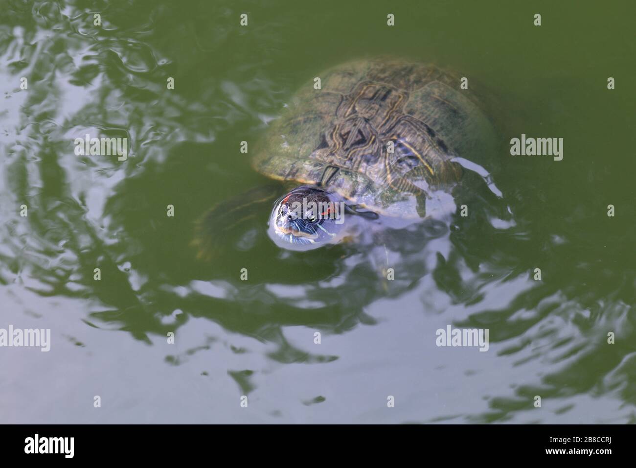 Turtle, Turtles floating swam on the surface water, Freshwater turtle ...