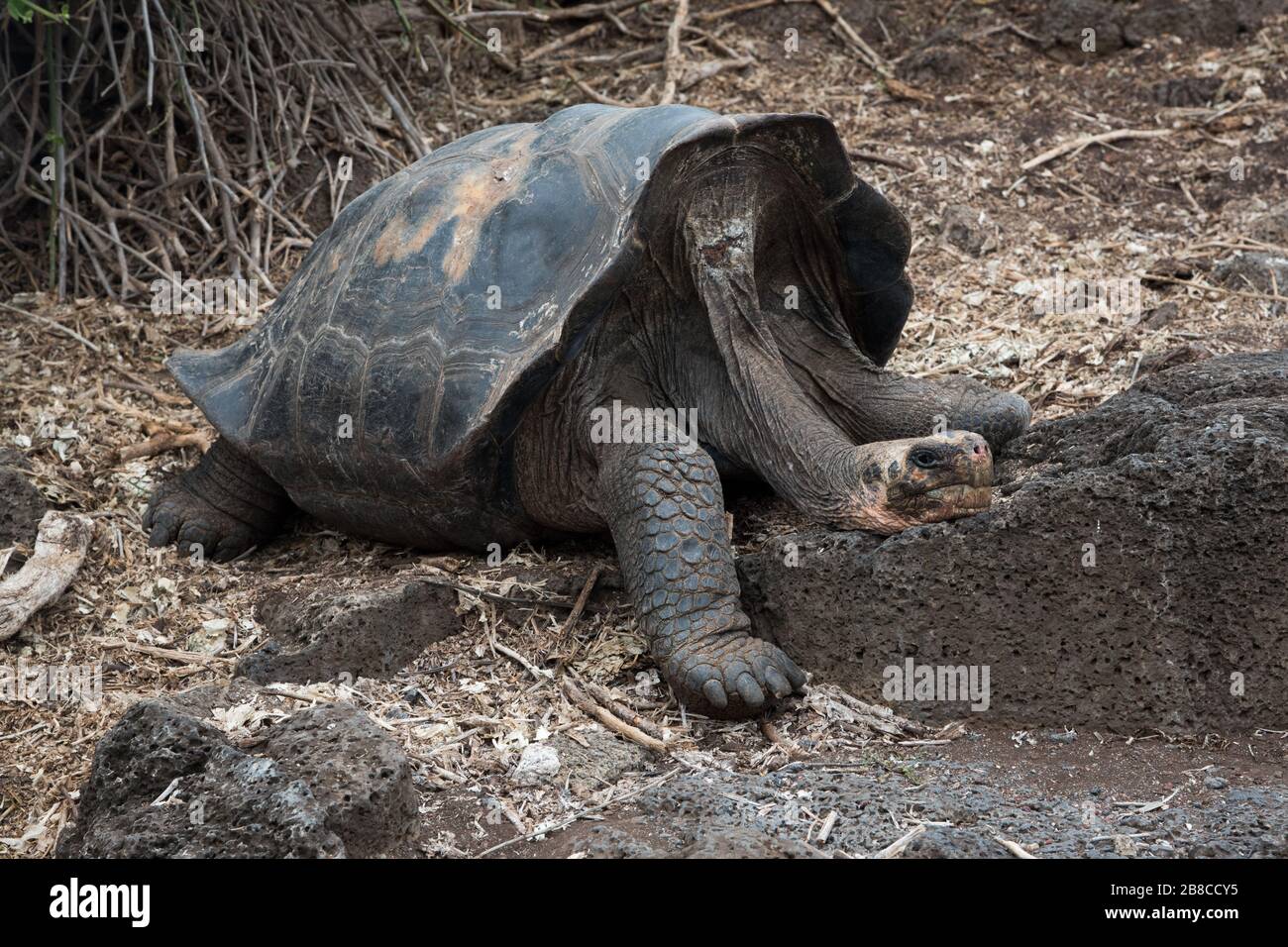 Galápagos tortoise in the Charles Darwin Station in Puerto Ayora on ...