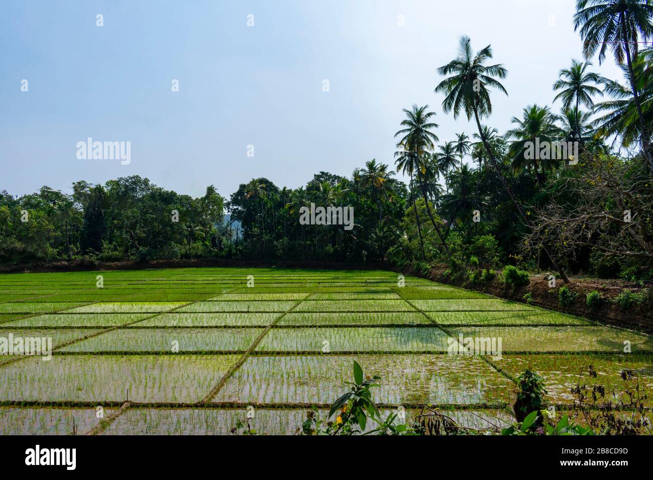 Goa rice field hi-res stock photography and images - Alamy