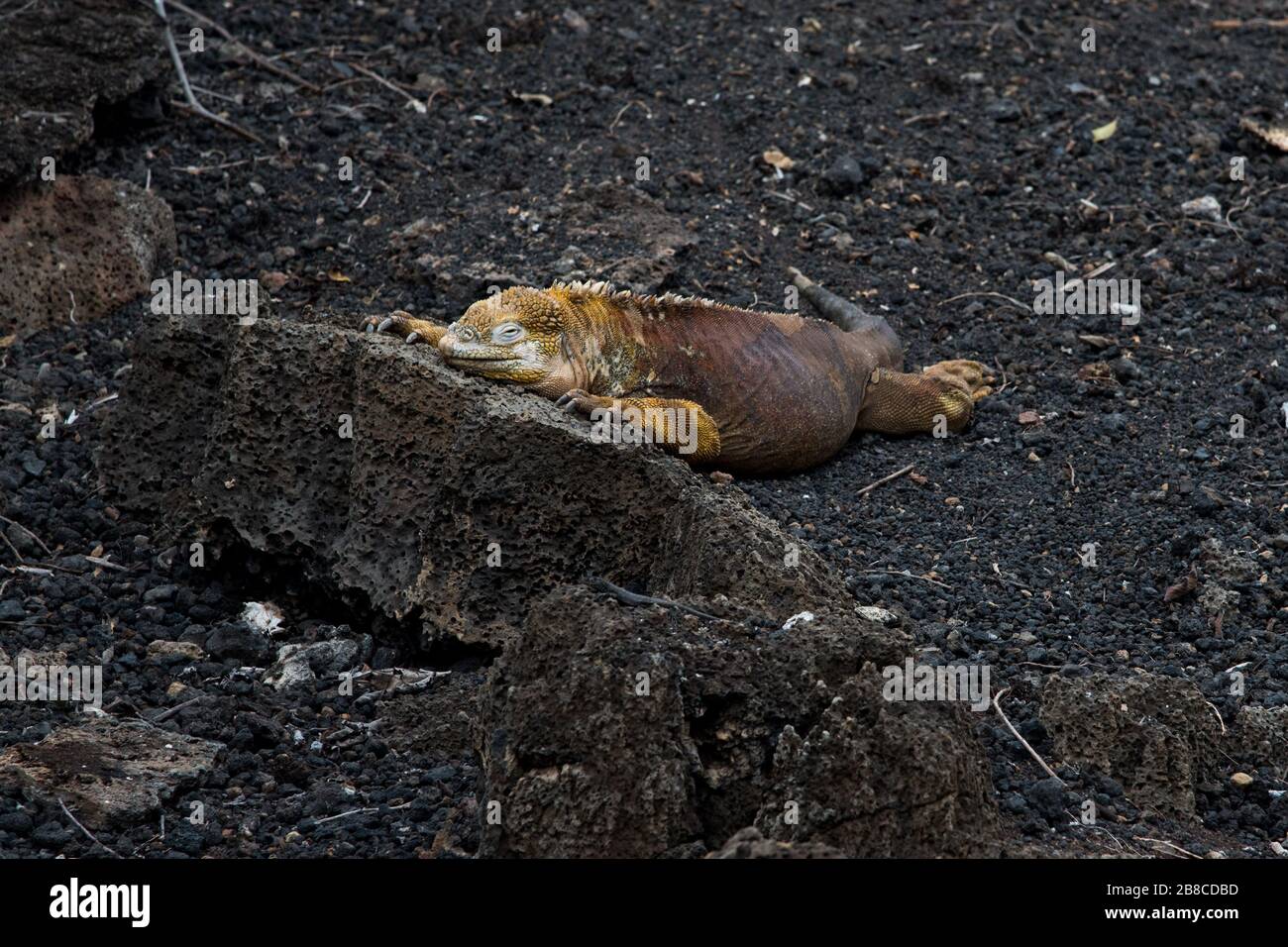 Charles darwin nationalpark hi-res stock photography and images - Alamy