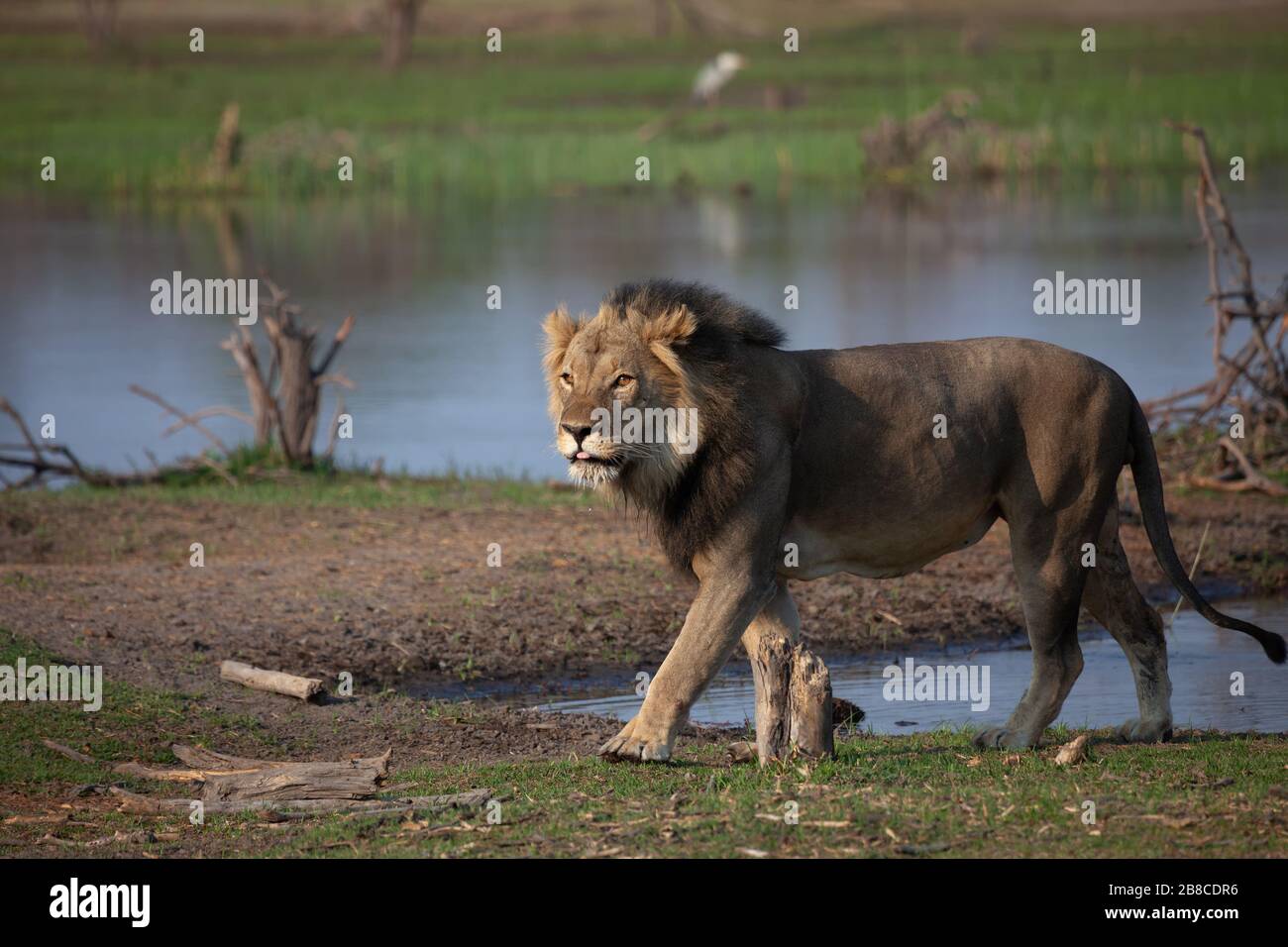 Lion in its habitat hi-res stock photography and images - Alamy