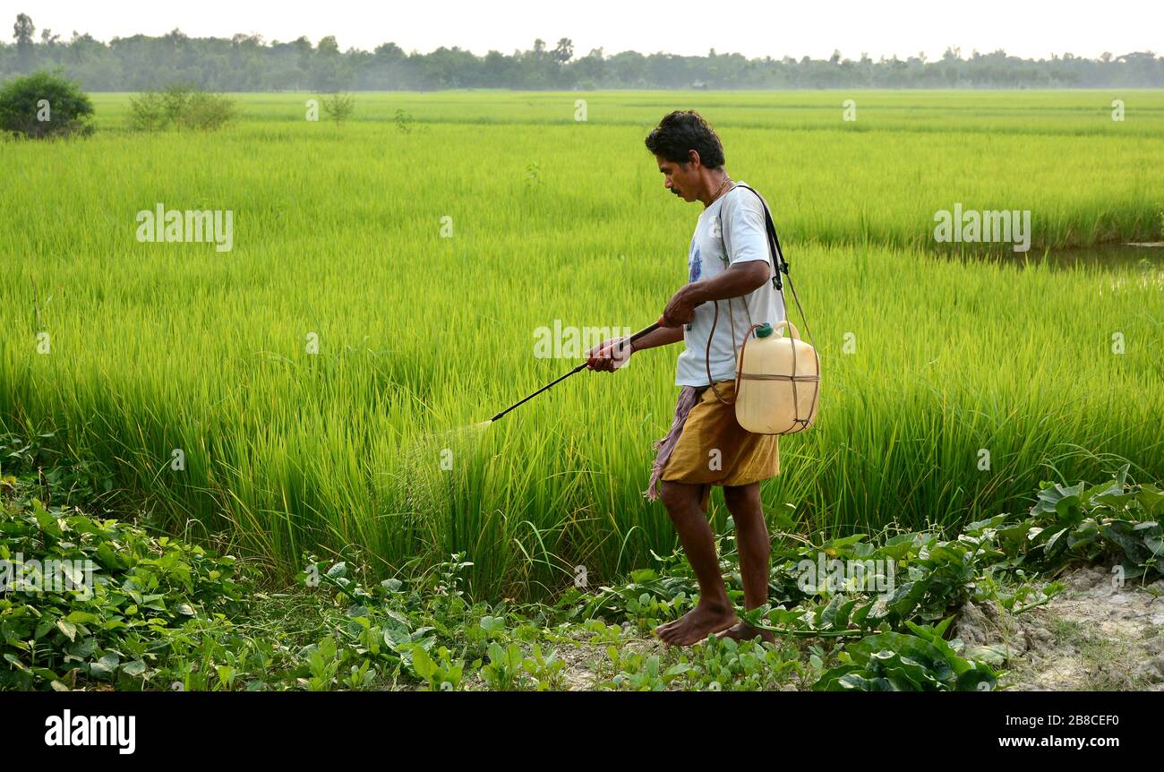 The Indian farmer spray chemical fluid in the paddy agriculture ground ...