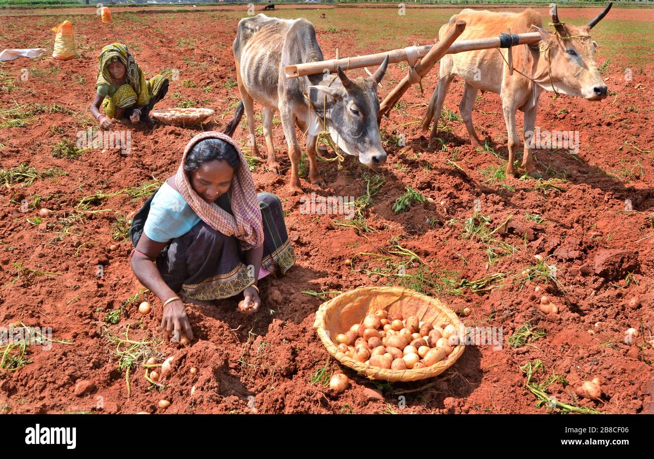 The potato is a crop which has always been the 'poor man's friend ...