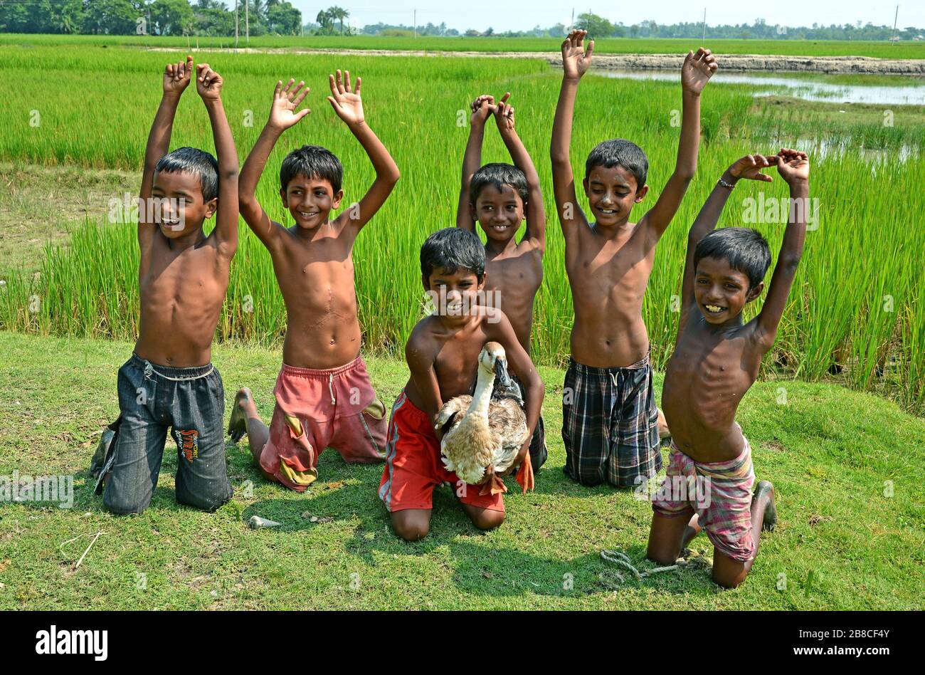 The rural children are playing in the green paddy field at the remote ...