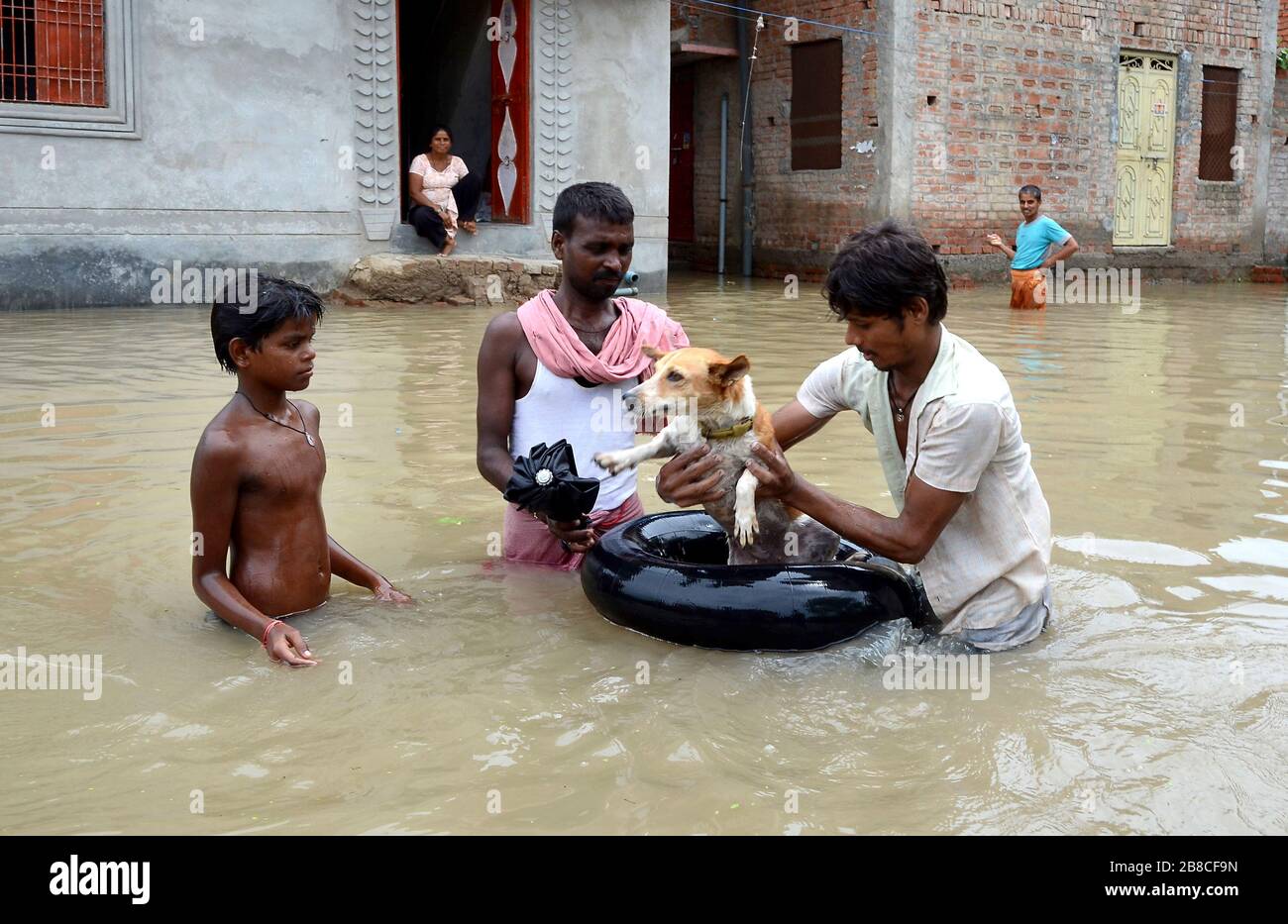 The local people of flood area rescue a dog from heavy water flow Stock ...