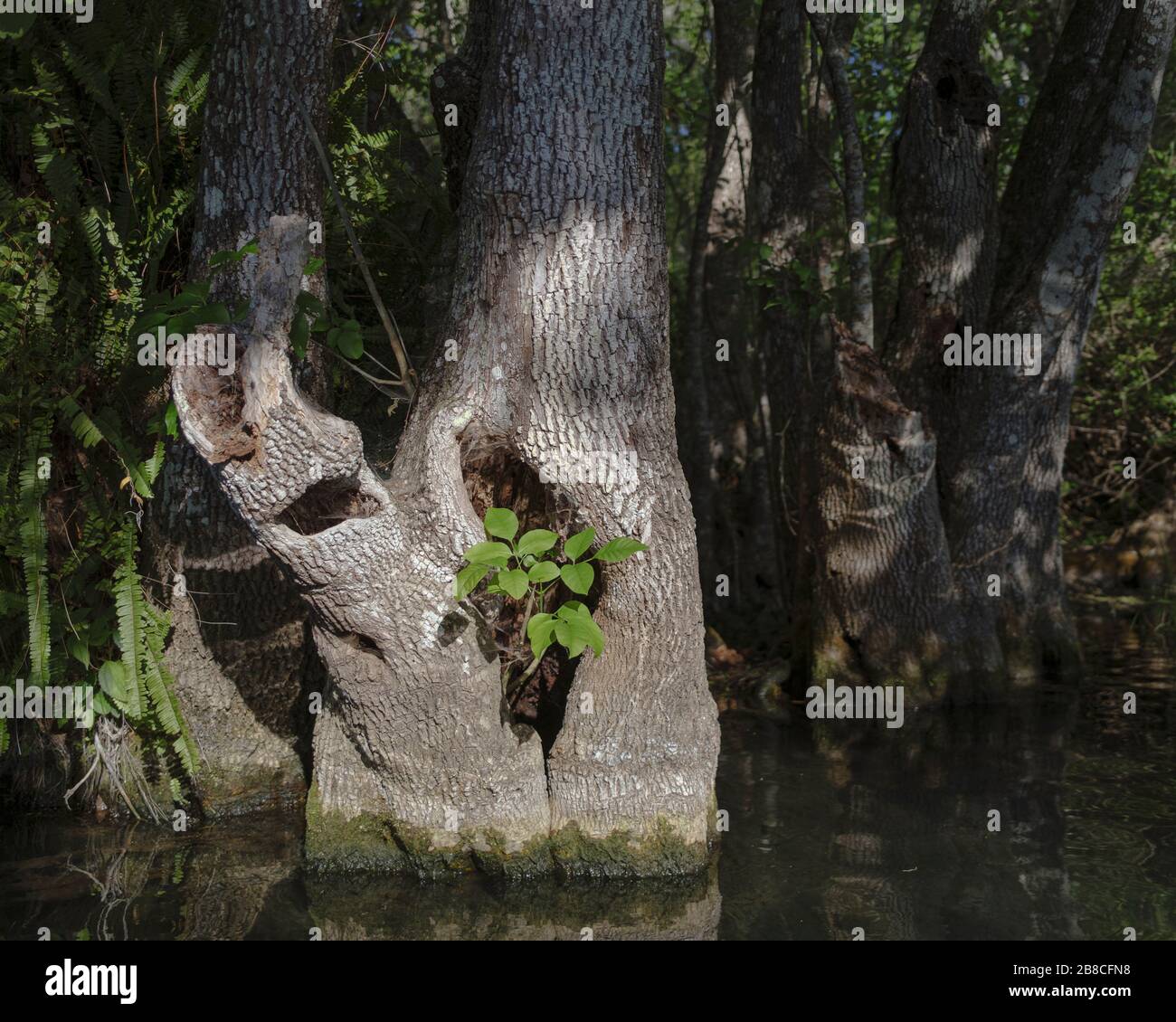 Base of a Tupelo tree on the Rainbow River. Dunnellon, Florida Stock ...