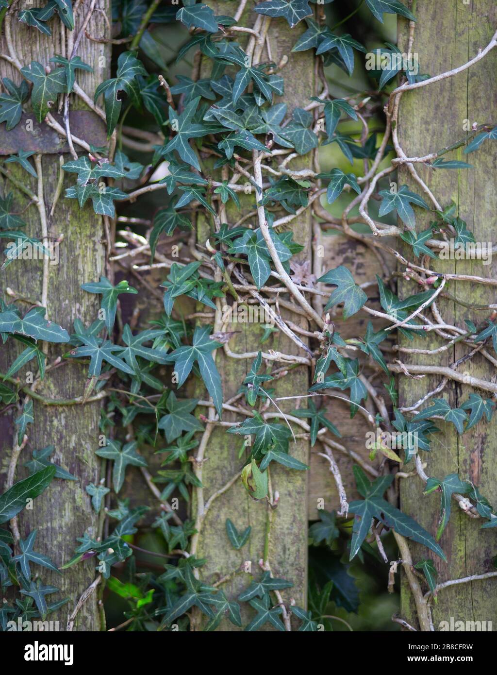 Ivy climbing on a wooden fence Stock Photo - Alamy