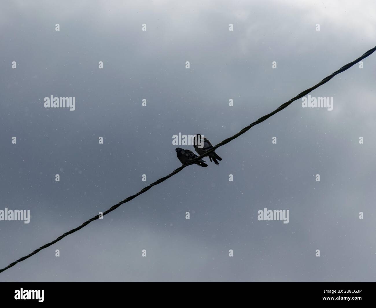 Silhouette bird barbed wire hi-res stock photography and images - Alamy