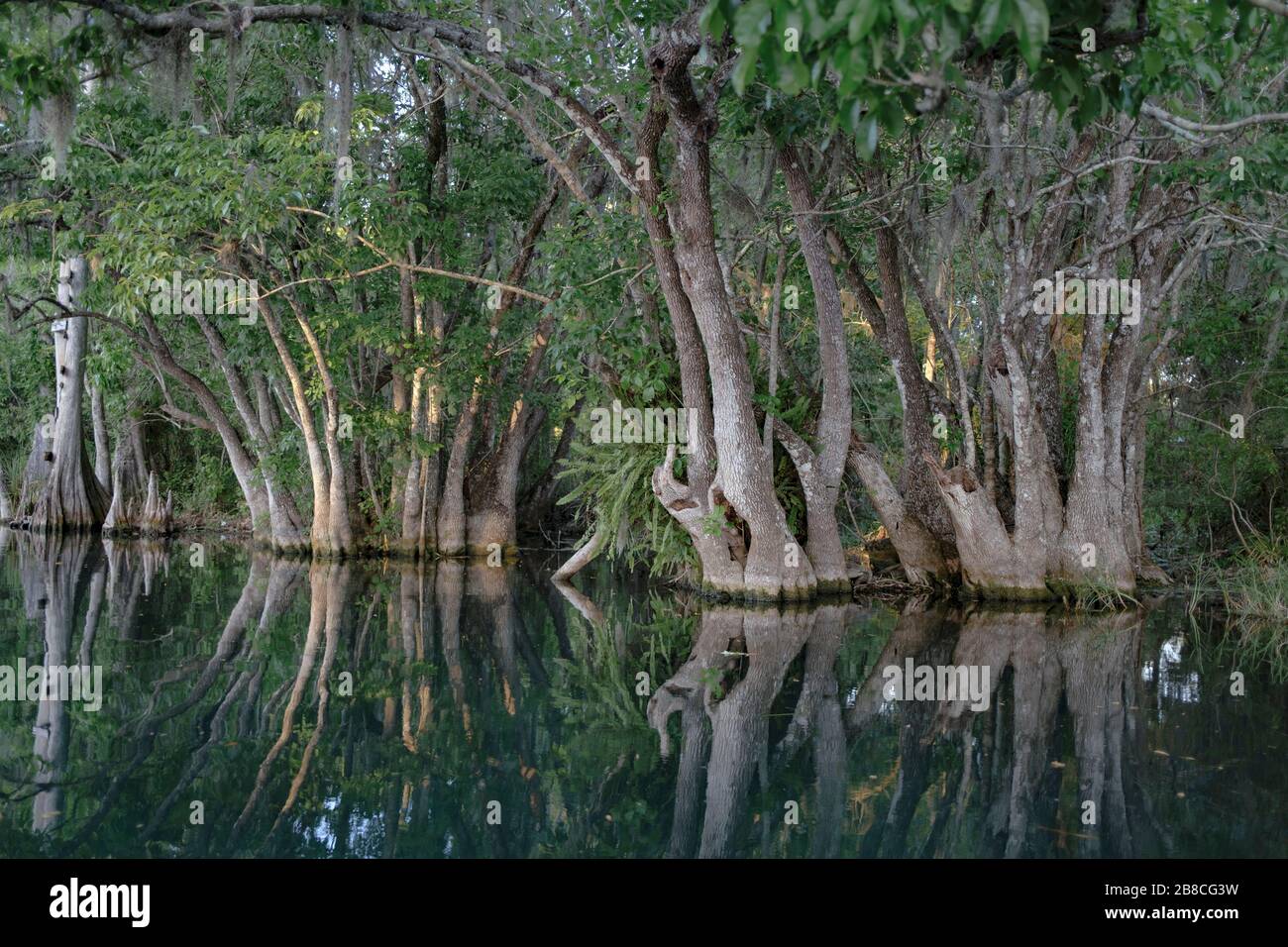 Tupelo trees along the bank of the scenic and spring fed Rainbow River ...
