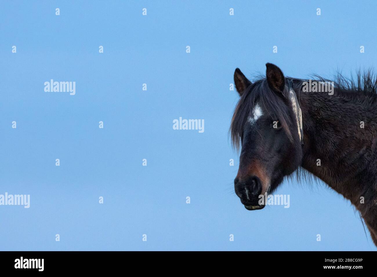 Close up face of pony Stock Photo - Alamy