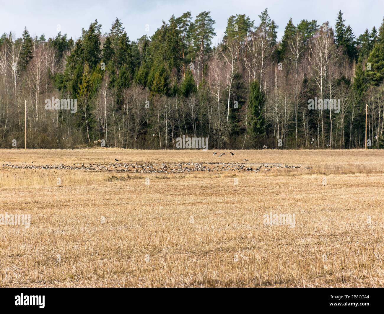 landscape with goose barn in the field, agricultural fields with fresh ...