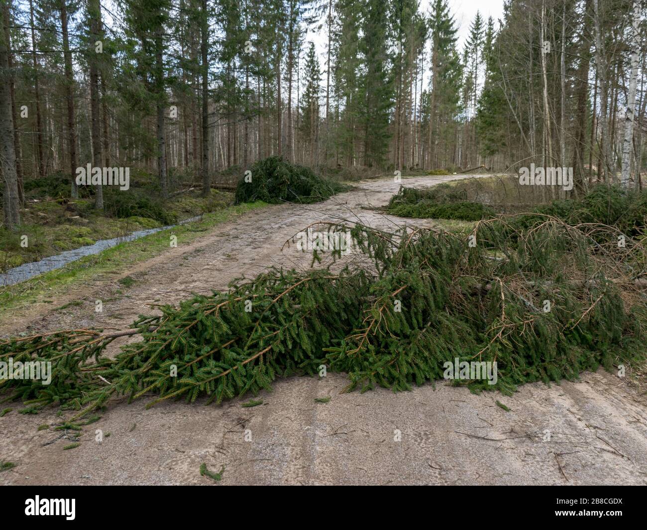 landscape with a rural path that has fallen over spruce trees after a ...