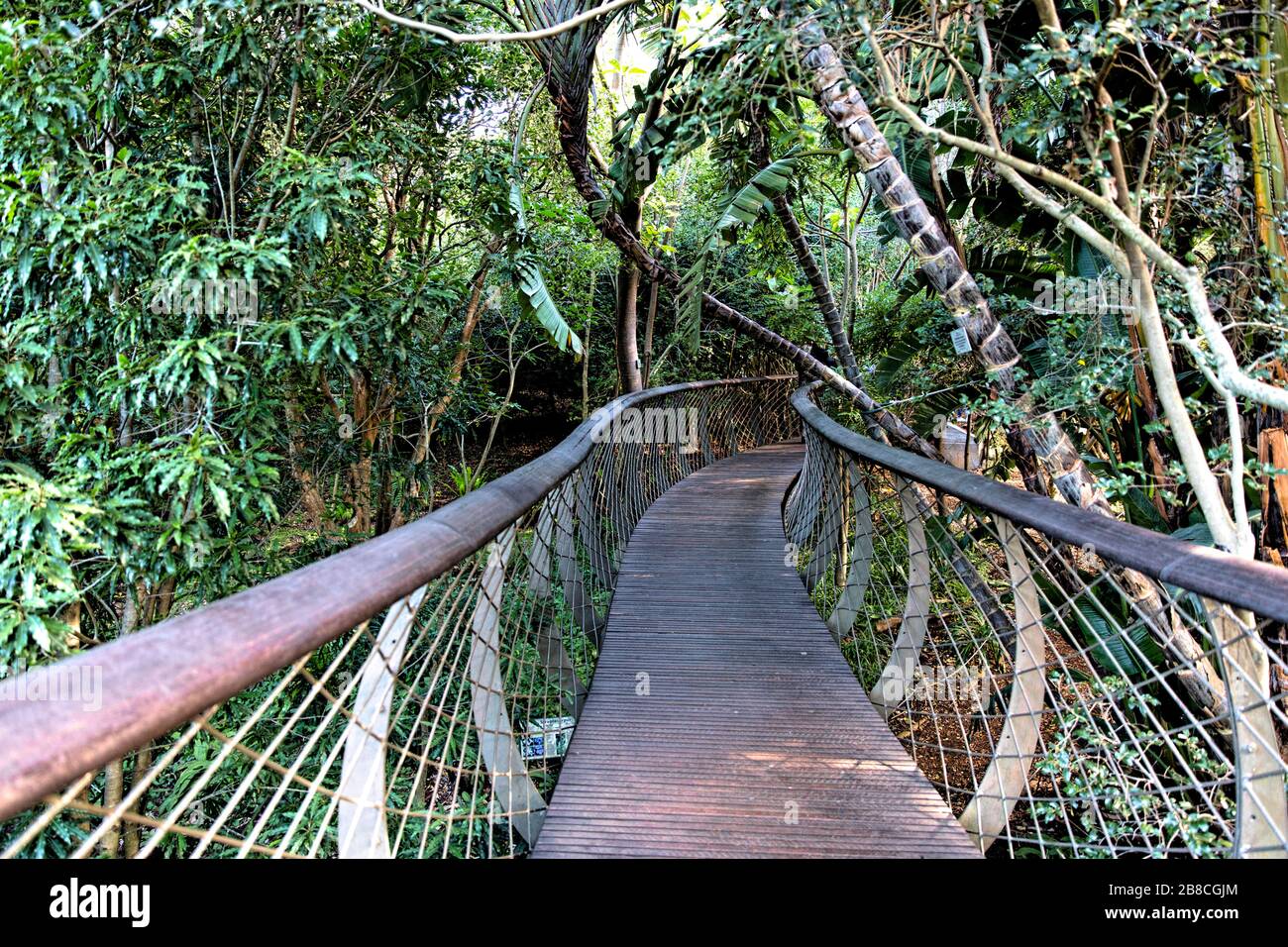 A view along Kirstenbosch Botanical Gardens' Tree Canopy Walkway ...