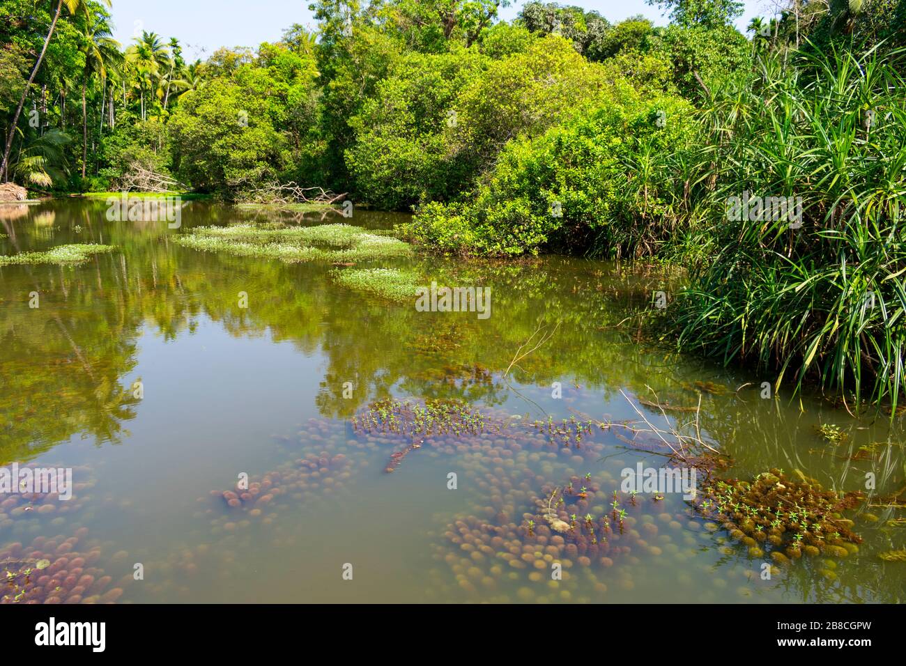 Indian vegetation hi-res stock photography and images - Alamy