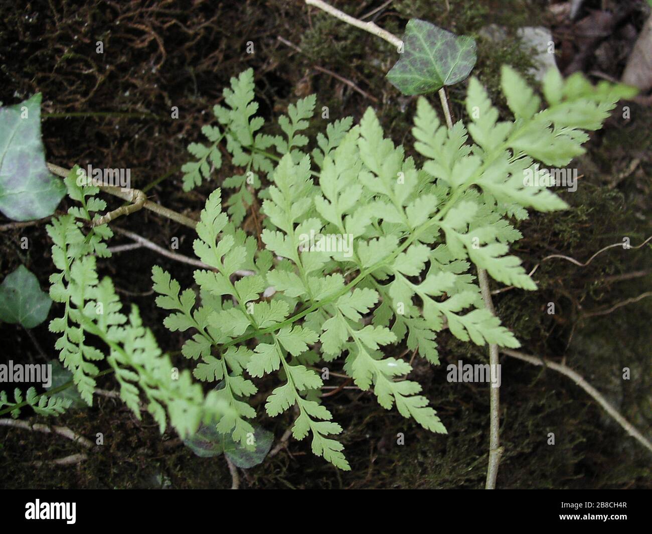 Cystopteris hi-res stock photography and images - Alamy