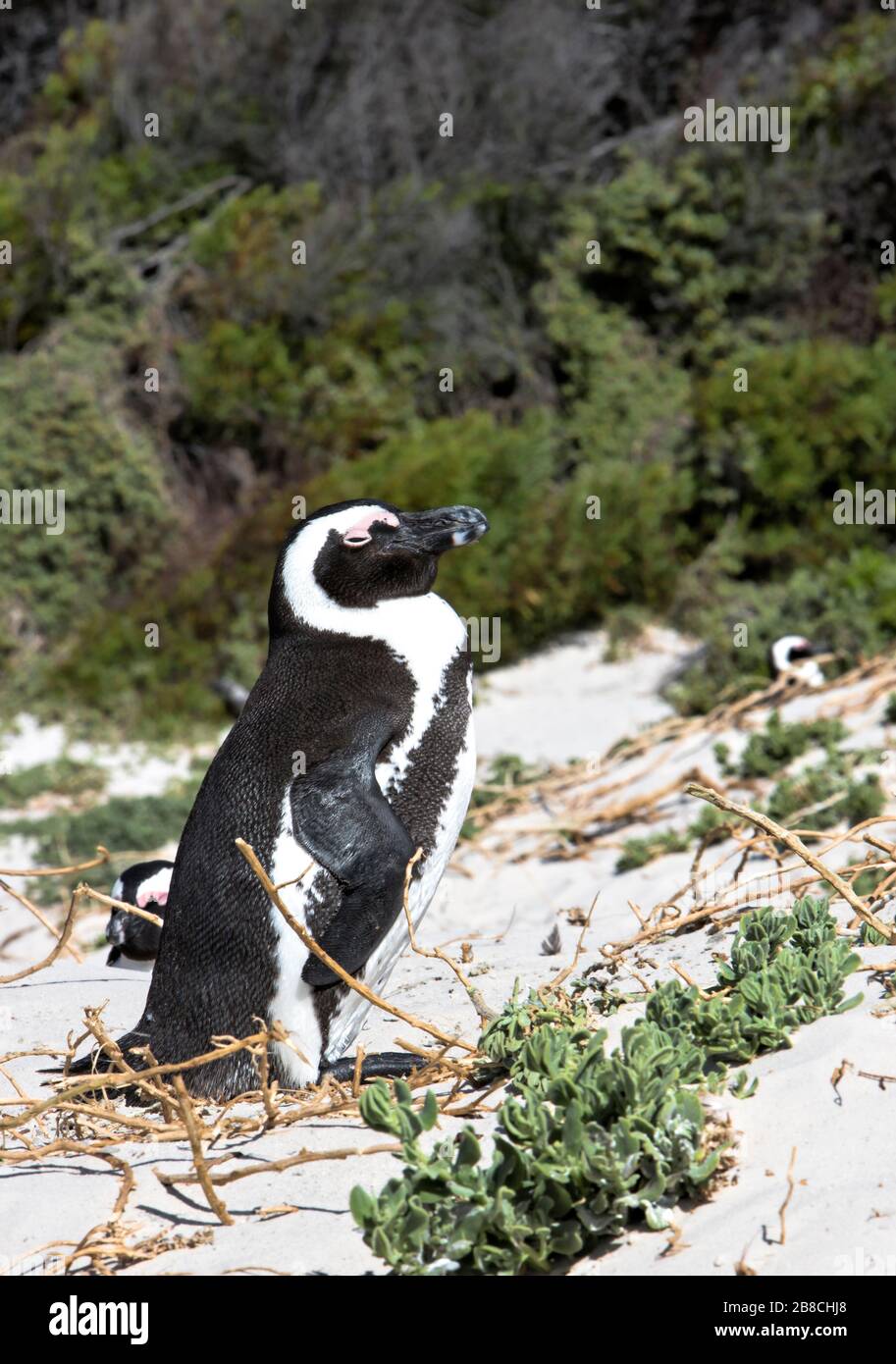 Portrait of an African penguin in the colony at Boulders Beach, near ...
