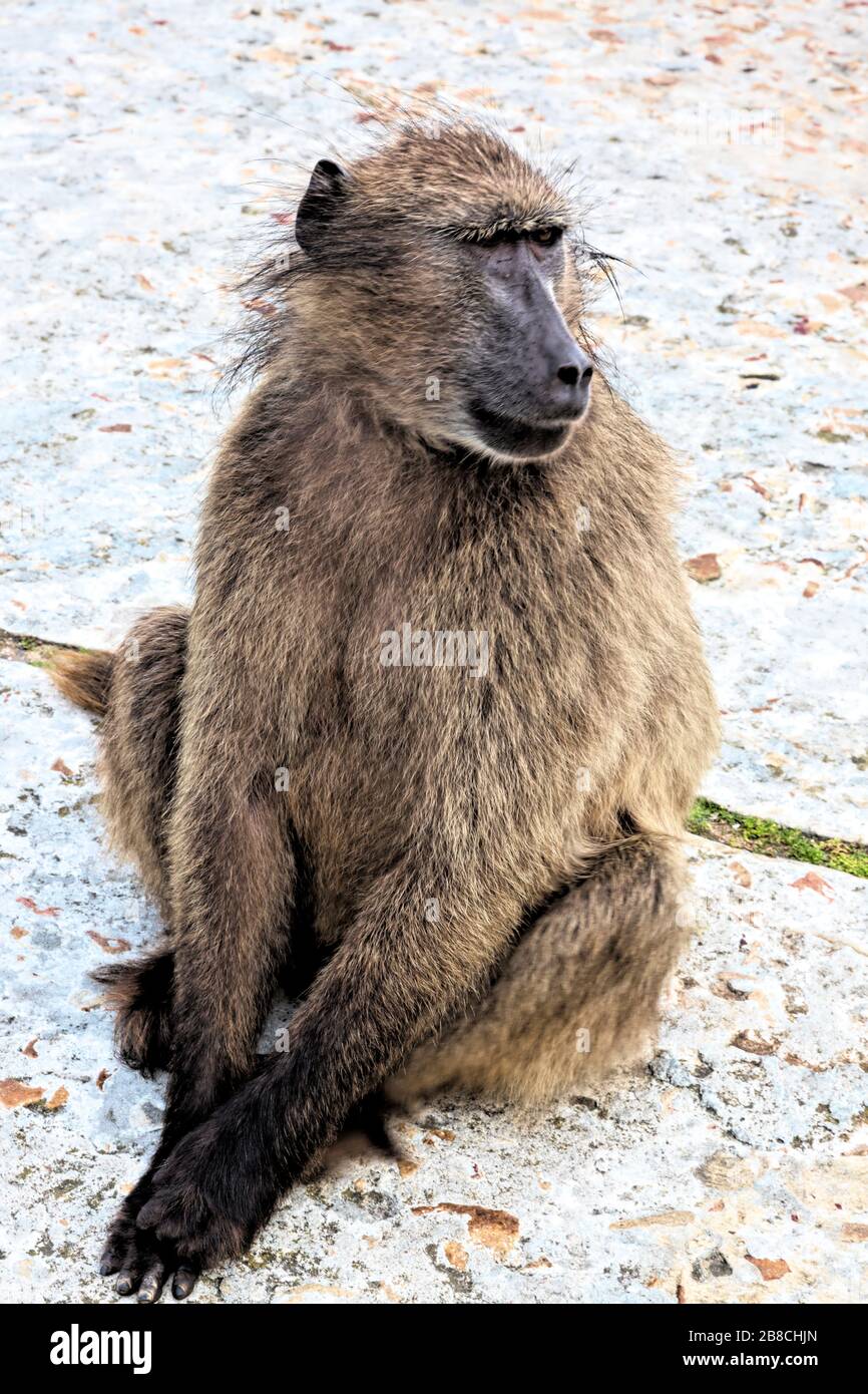Resident baboon hi-res stock photography and images - Alamy