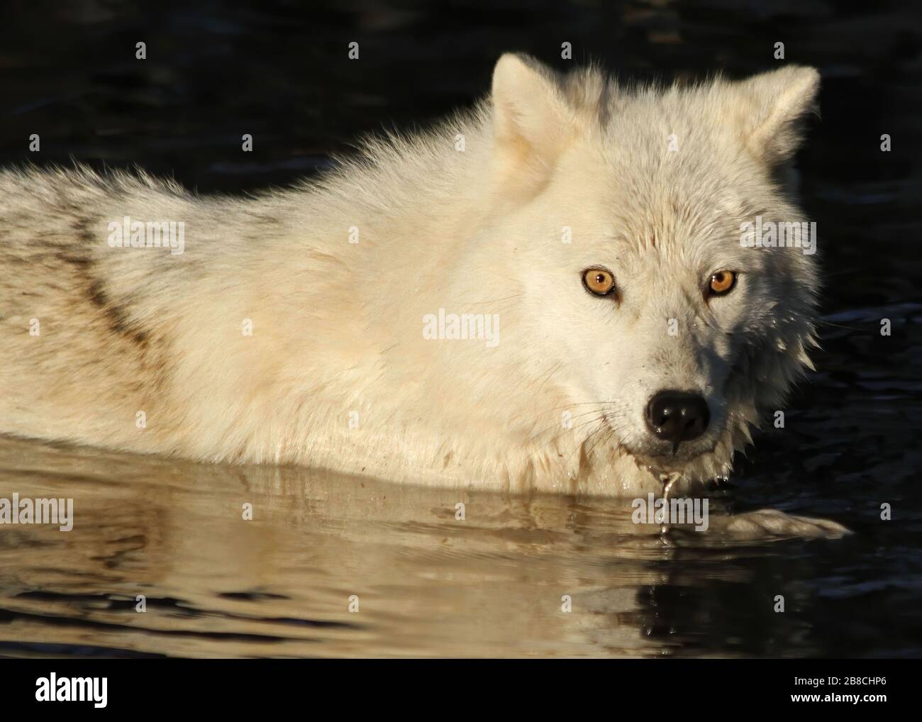 Wolf alpha male hi-res stock photography and images - Alamy