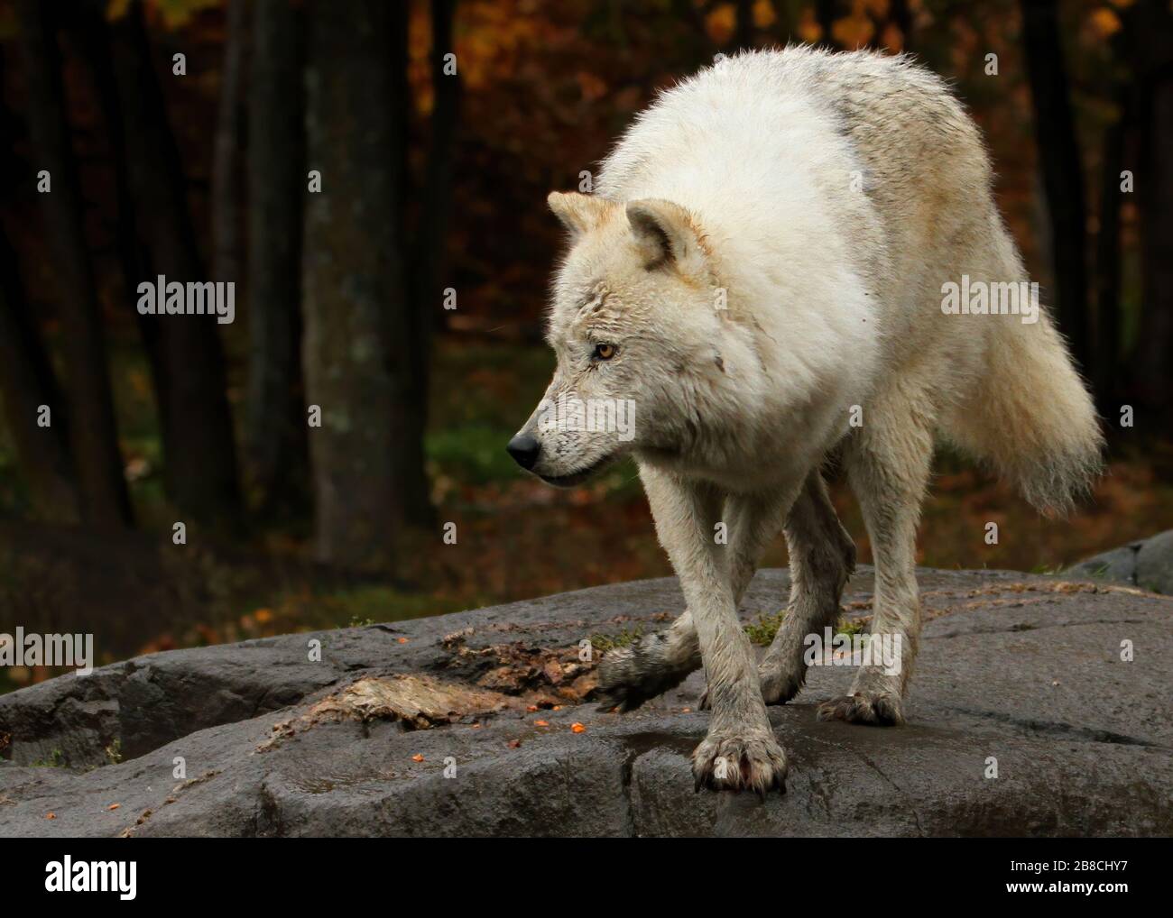 On the prowl Stock Photo - Alamy