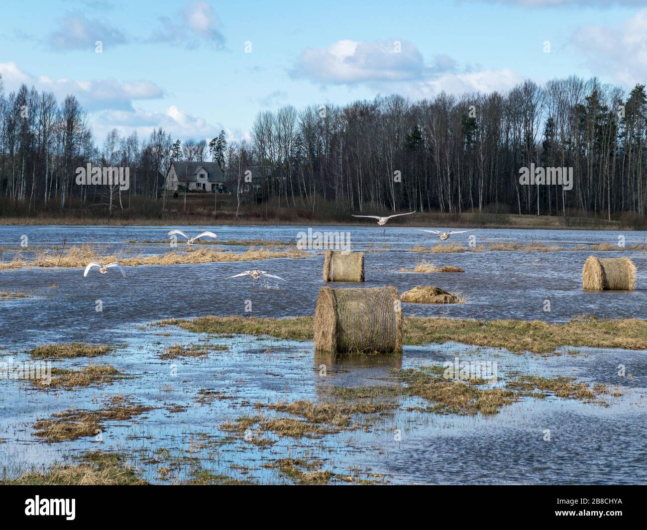overflowing meadow with hay rolls, swans floating in water, fragments ...