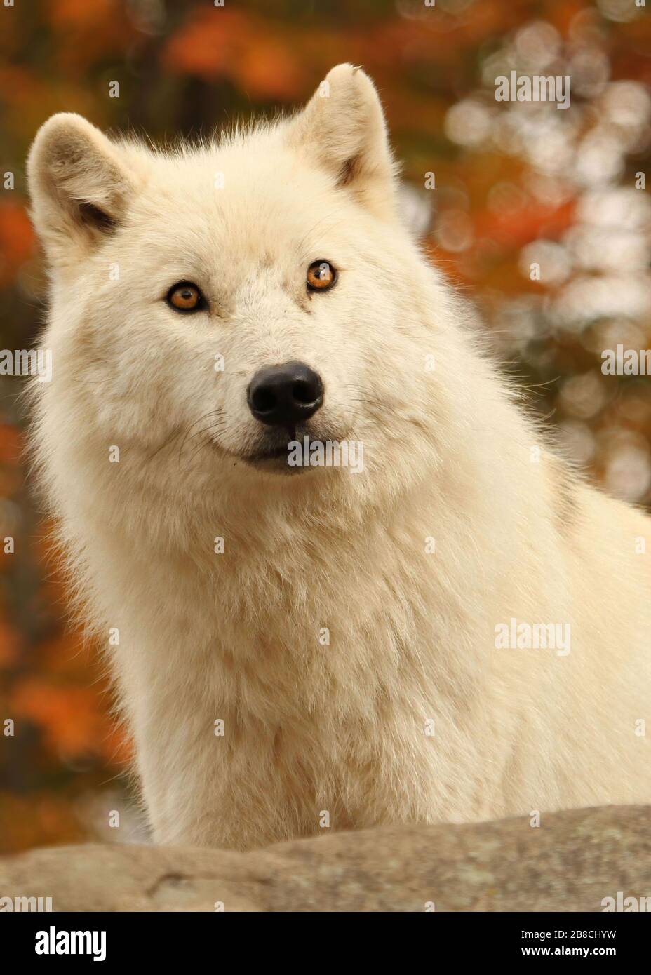 Wolf alpha male hi-res stock photography and images - Alamy