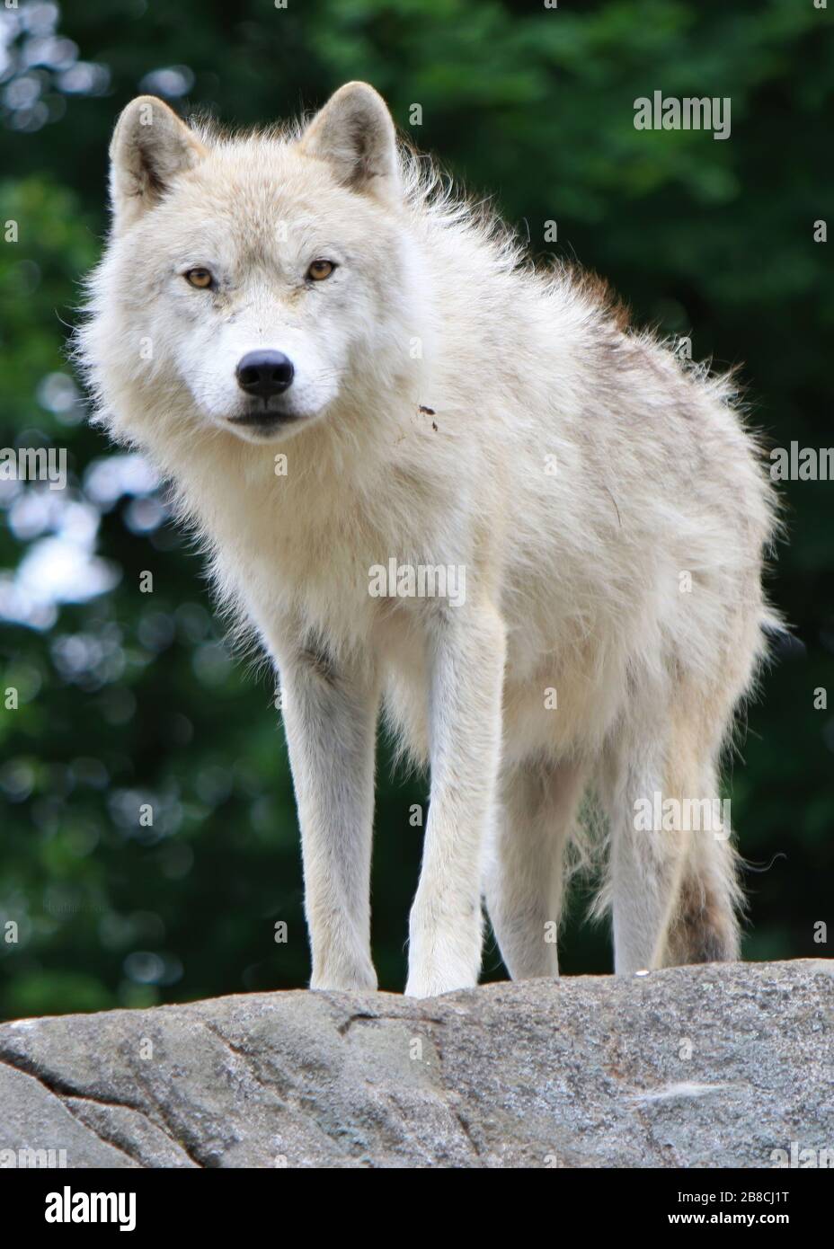 White alpha male arctic wolf hi-res stock photography and images - Alamy