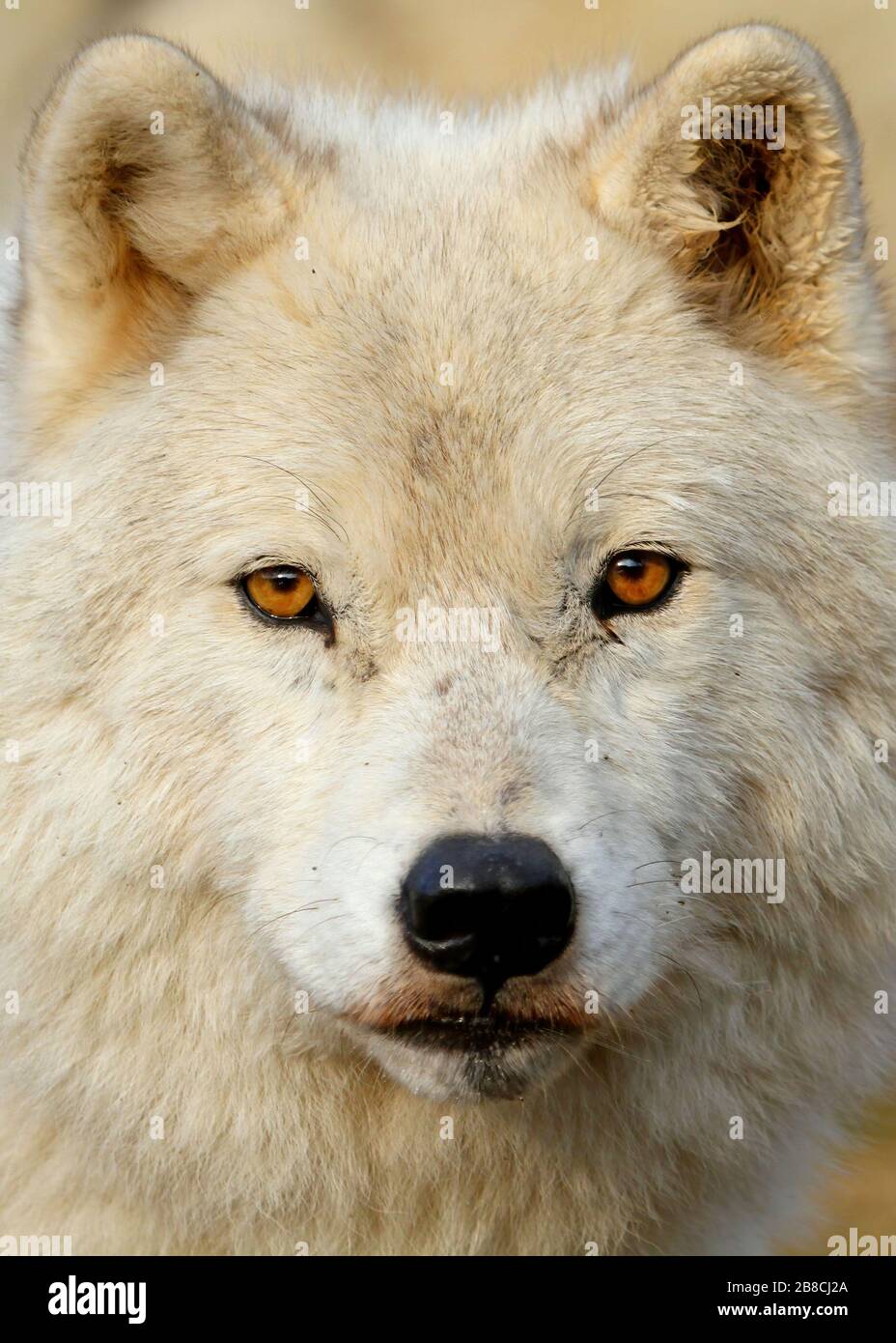 Wolf alpha male hi-res stock photography and images - Alamy