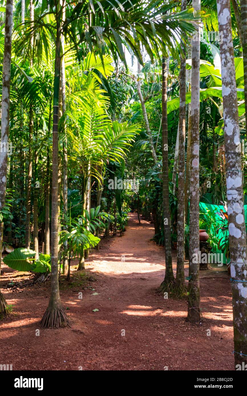 India forest walk hi-res stock photography and images - Alamy