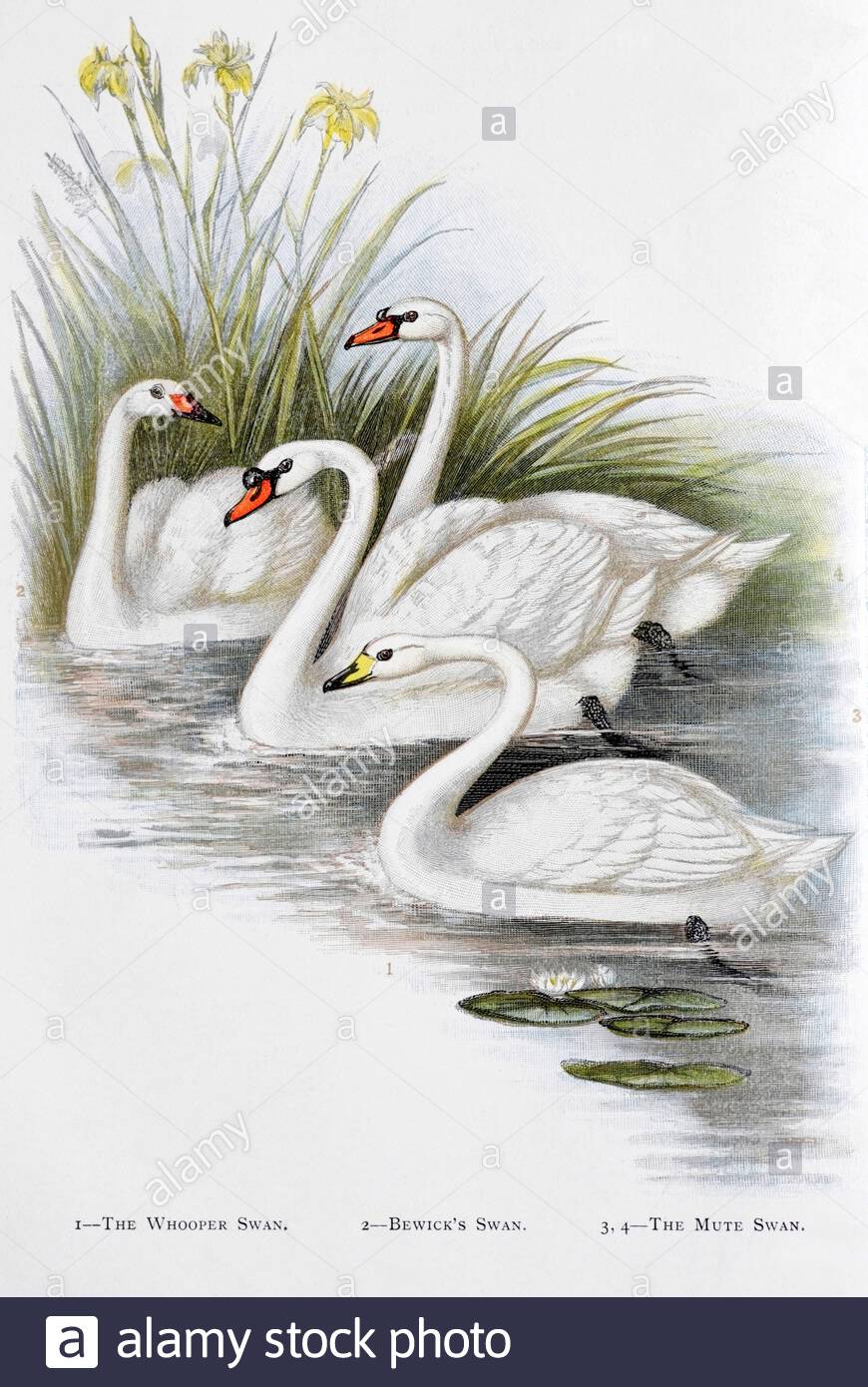 Whooper Swan (Cygnus cygnus), Mute Swan (Cygnus olor), Bewick's Swan ...