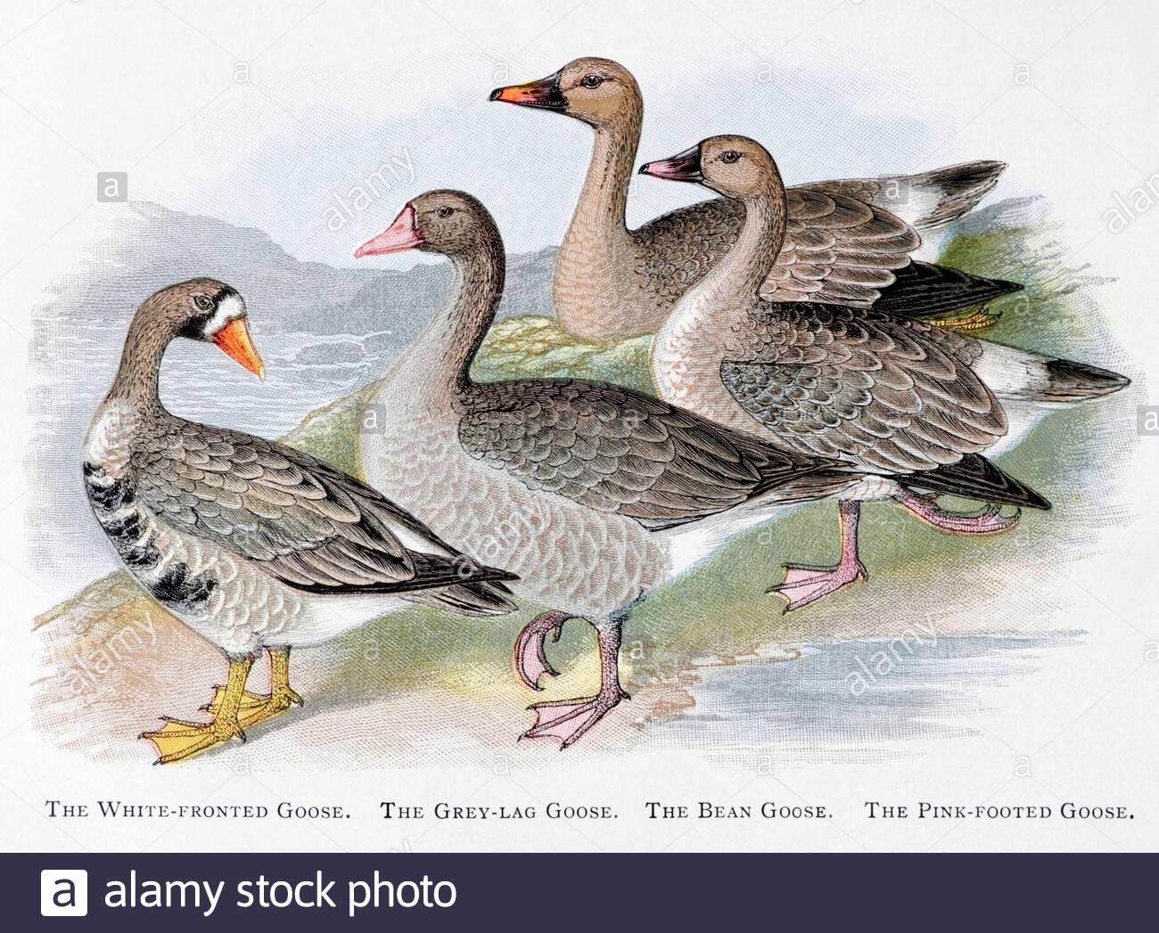 Pink footed goose illustration hi-res stock photography and images - Alamy
