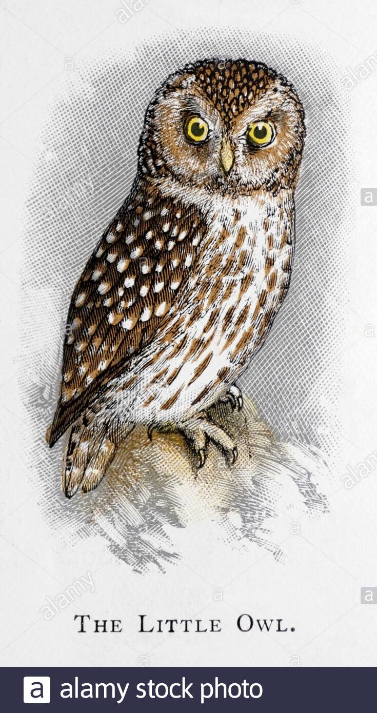Vintage owl illustrations hi-res stock photography and images - Alamy