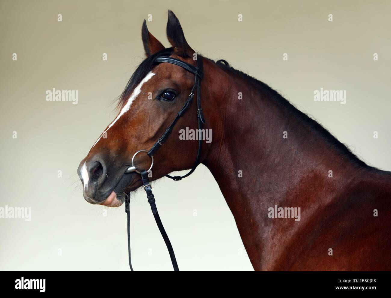 Dressage race horse portrait indoor stable Stock Photo - Alamy