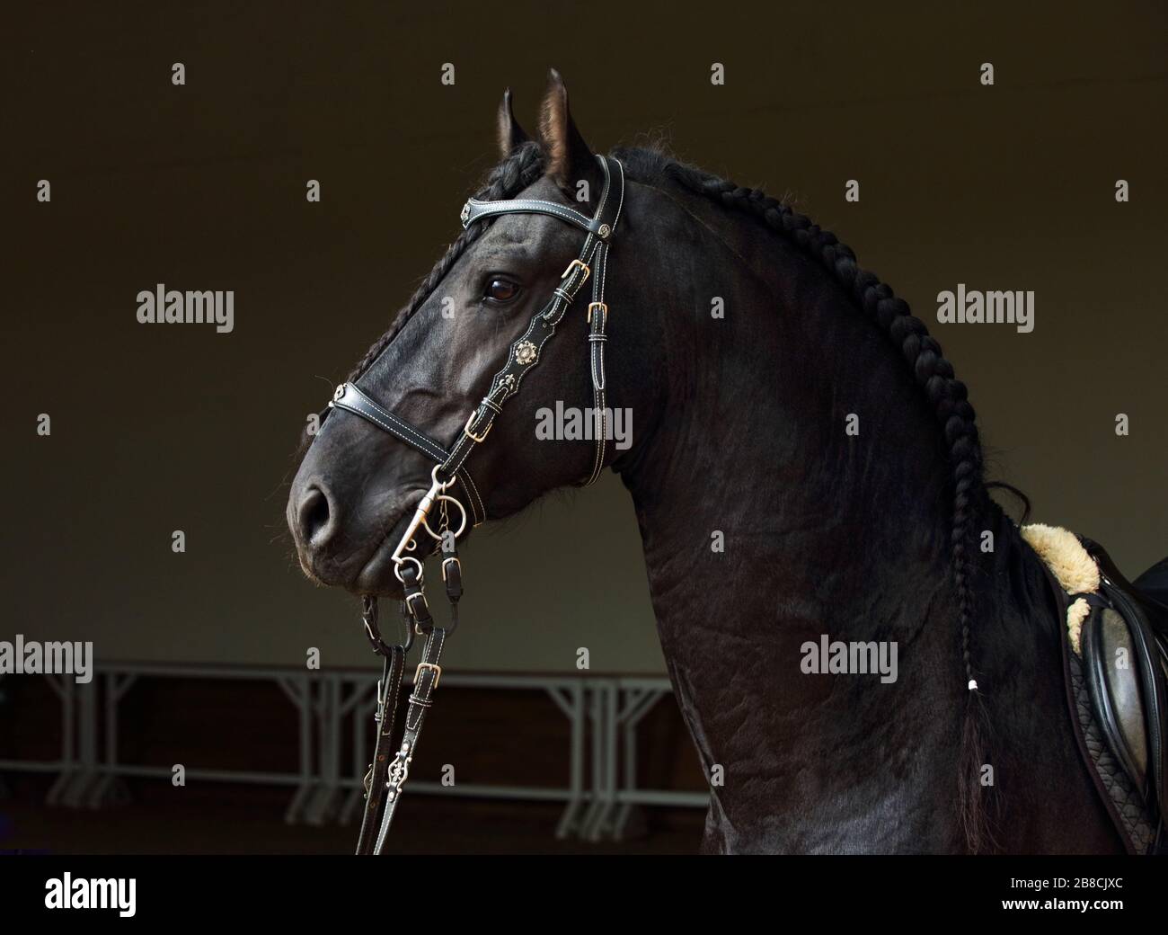 Dark horse woods hi-res stock photography and images - Alamy