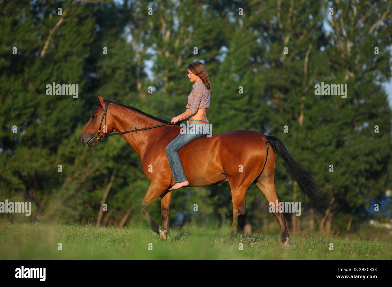 Beautiful cowgirl bareback ride her horse in woods glade at sunset ...