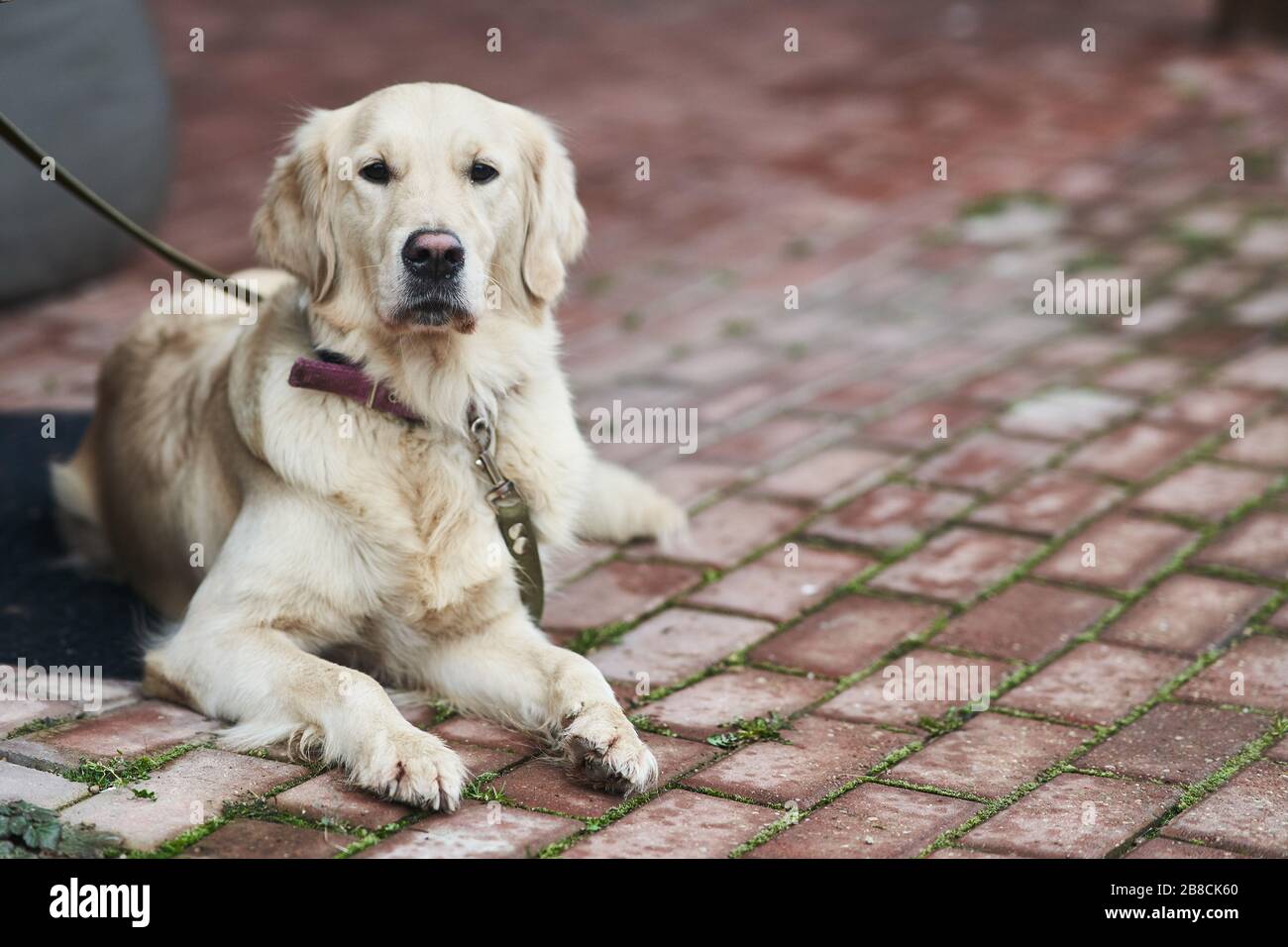 Male Golden Retriever High Resolution Stock Photography and Images - Alamy
