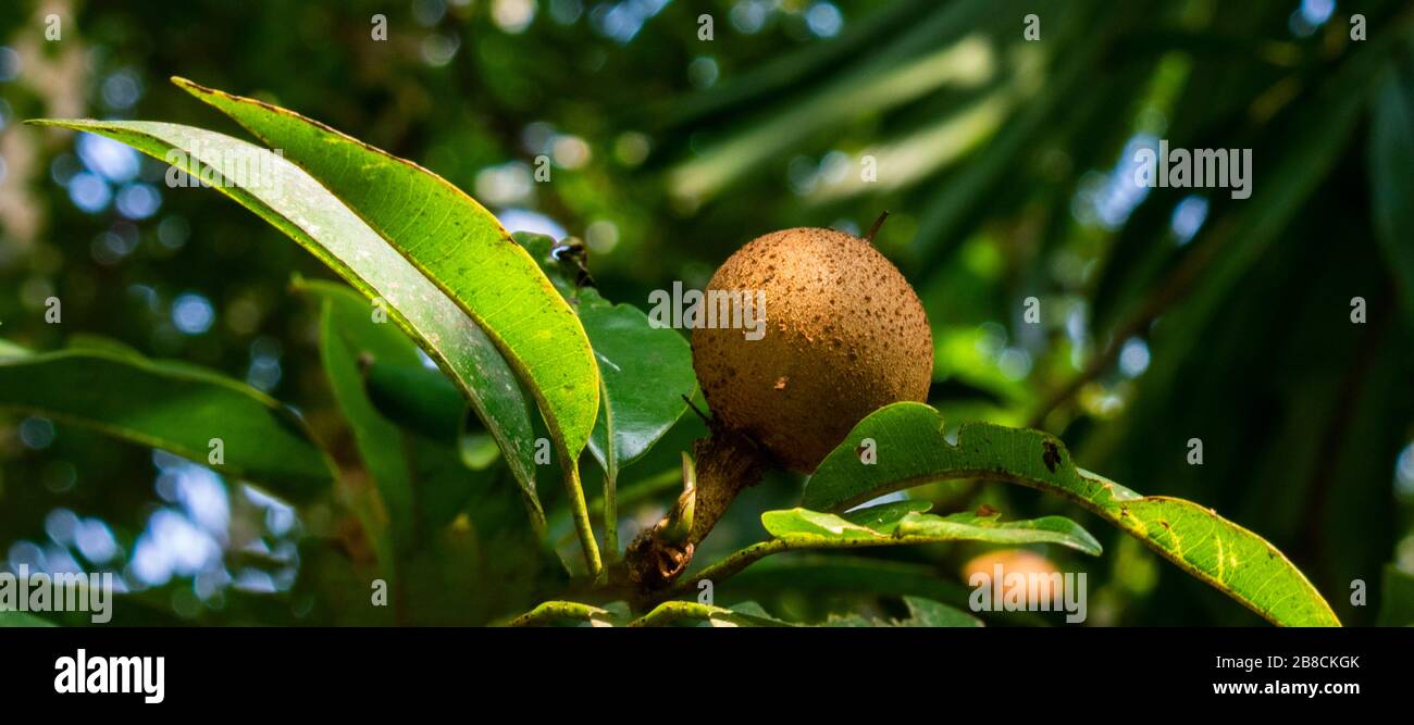 Naseberry hi-res stock photography and images - Alamy