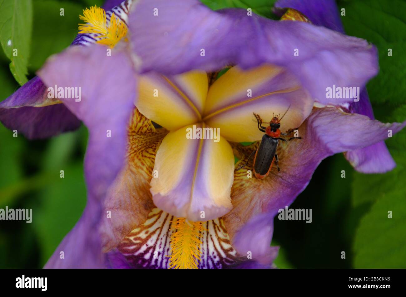 Iris flower with cantharis fusca beetle inside. Close up Stock Photo ...