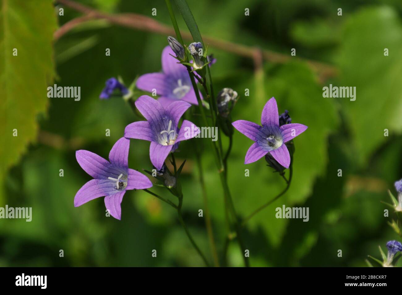 Close-up of Campanula patula flowers. This plant is known as spreading ...