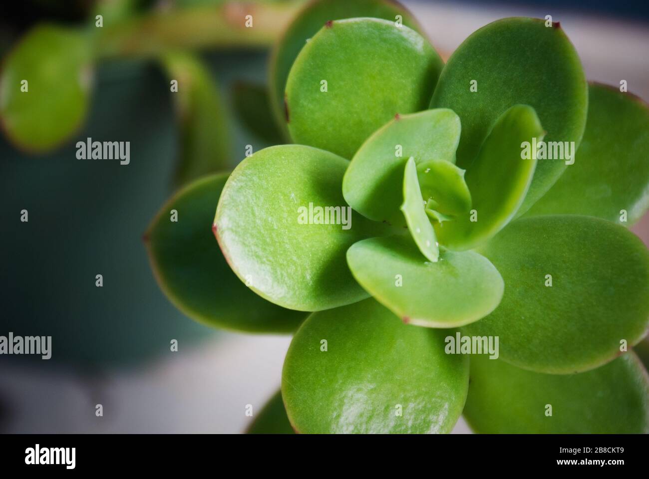 Succulent close up hi-res stock photography and images - Alamy