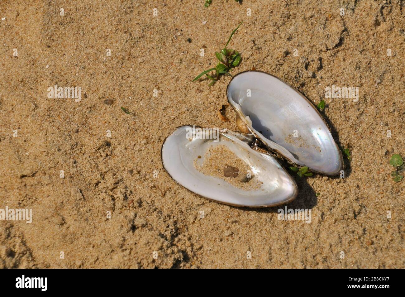Freshwater bivalve hi-res stock photography and images - Alamy