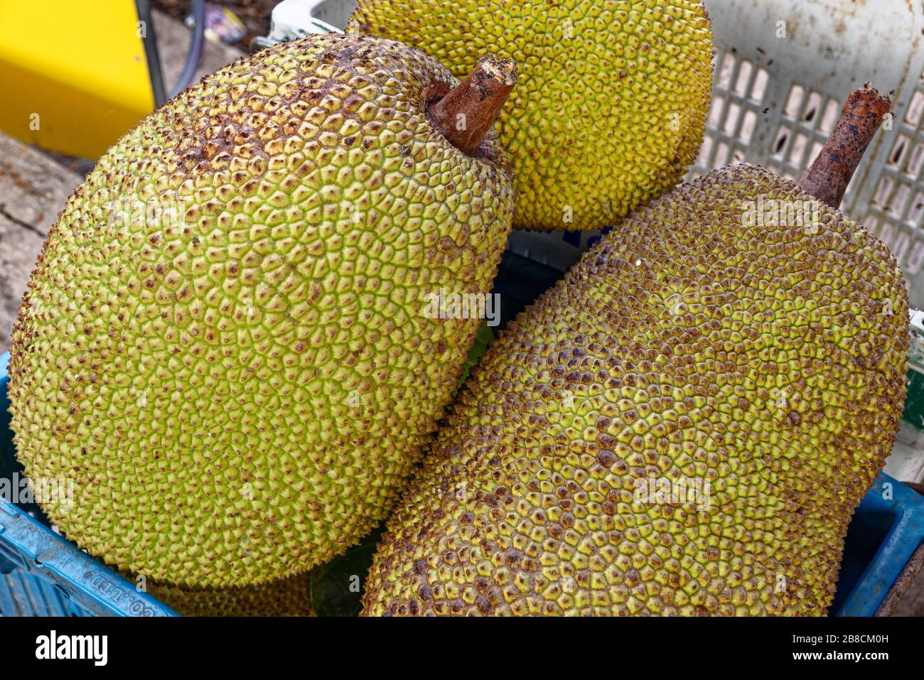 Jackfruit display hi-res stock photography and images - Alamy