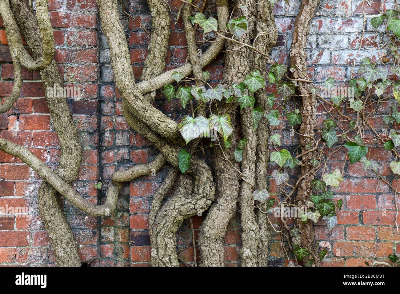 Old gnarly Ivy Vine creeping up an ancient and weathered Cemetery brick ...