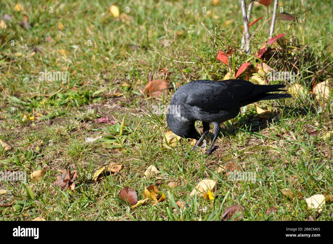 Jackdaw autumn leaves hi-res stock photography and images - Alamy