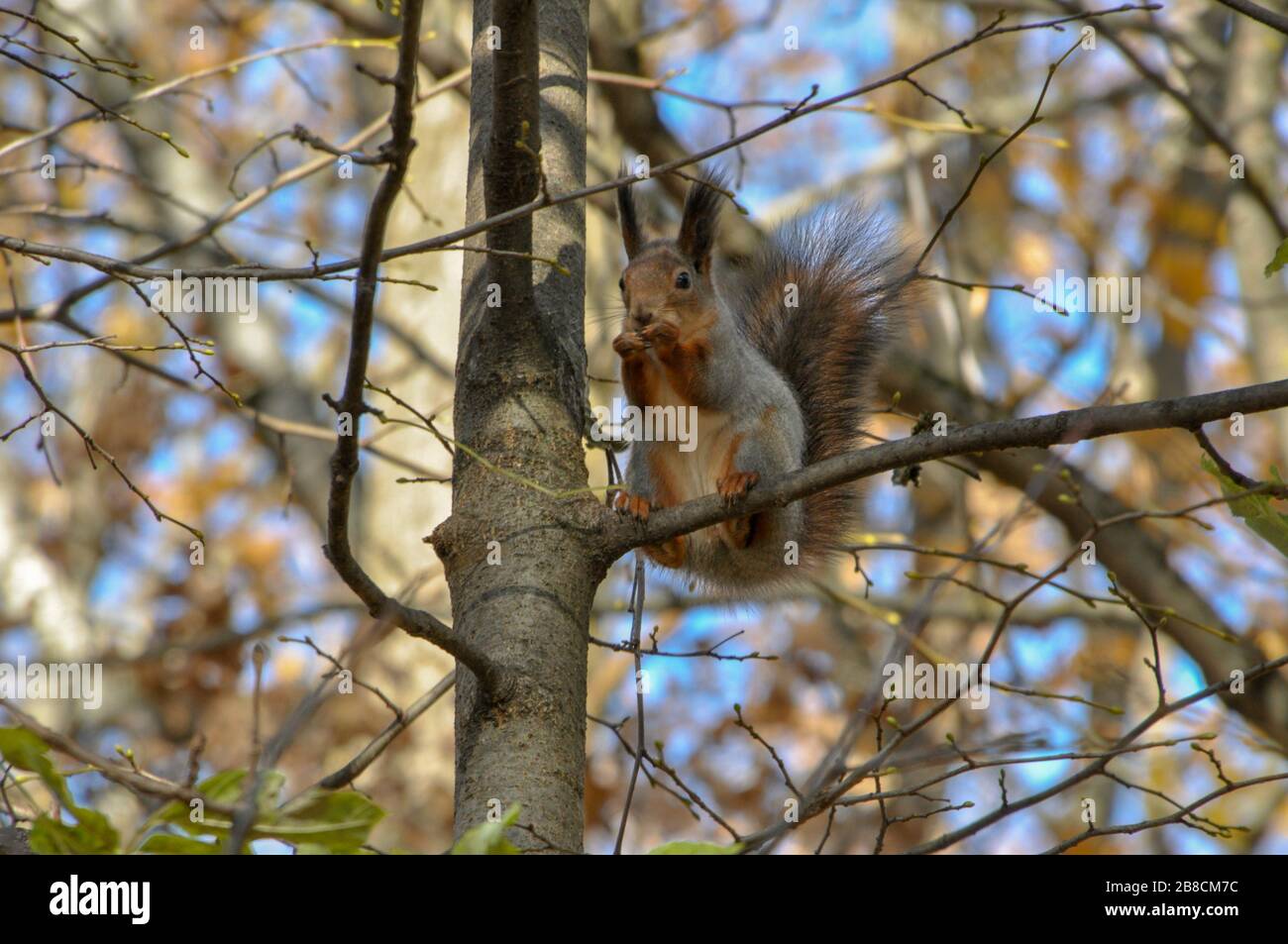 Fluffy tail hi-res stock photography and images - Alamy