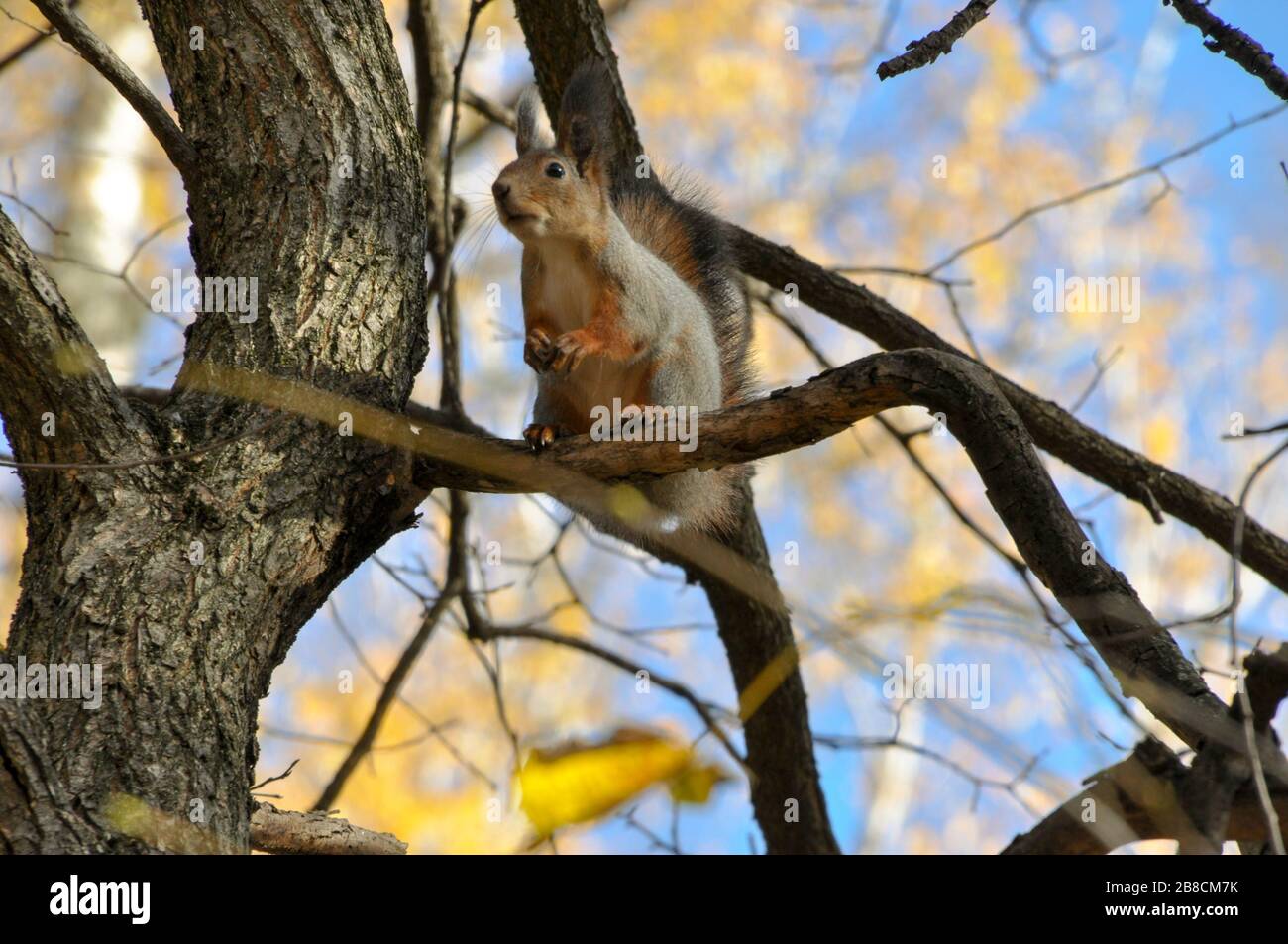 Cute squirrel sits on a tree branch with paws on the chest Stock Photo ...