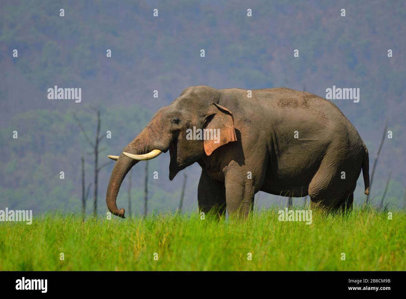 Big bull elephant hi-res stock photography and images - Alamy