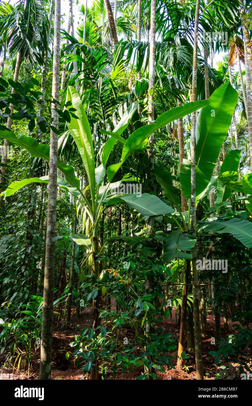 India, Goa - January 2 2020 - The Indian forest in Goa Stock Photo - Alamy