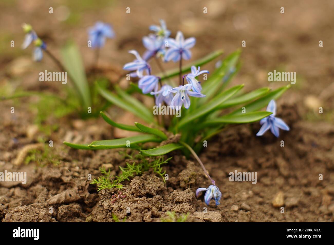 Bluebell flowers bush growing in the spring garden Stock Photo - Alamy