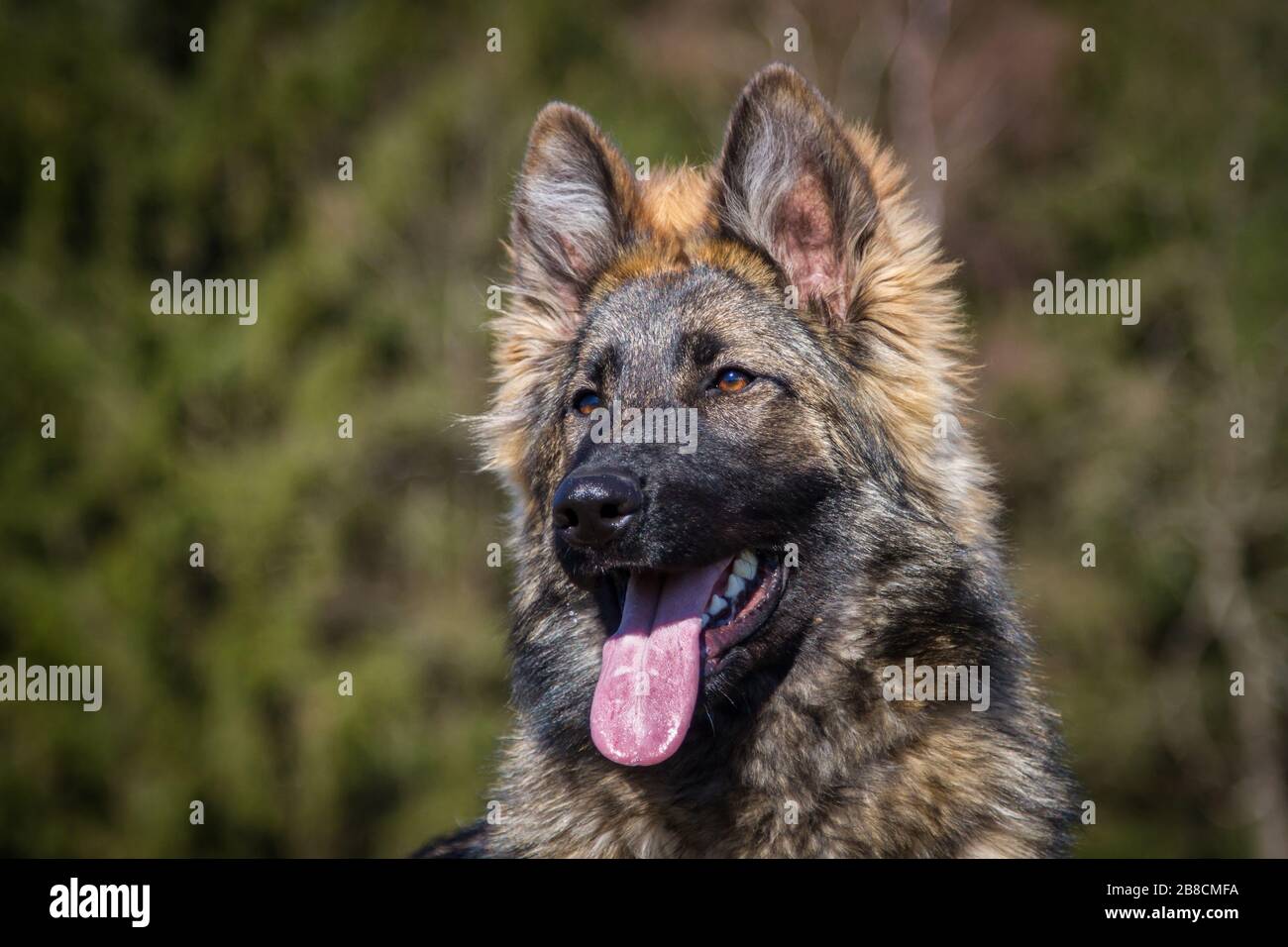 German Shepherd Grey