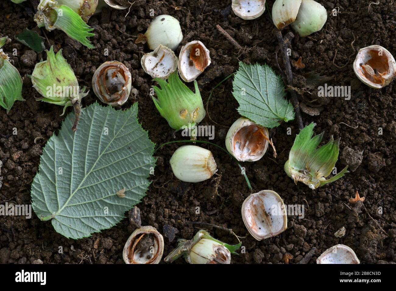Unripe hazel nut shells opened by grey squirrel Stock Photo - Alamy